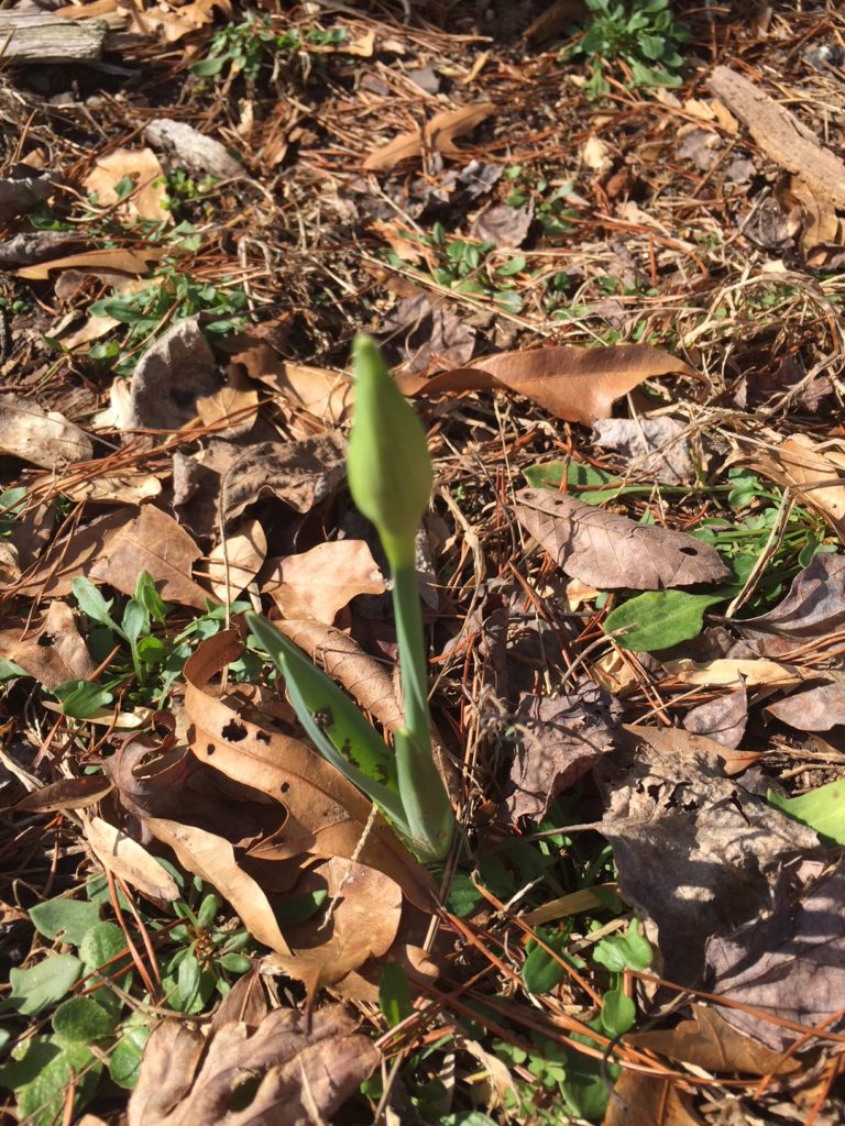 Then Comes the Spring!